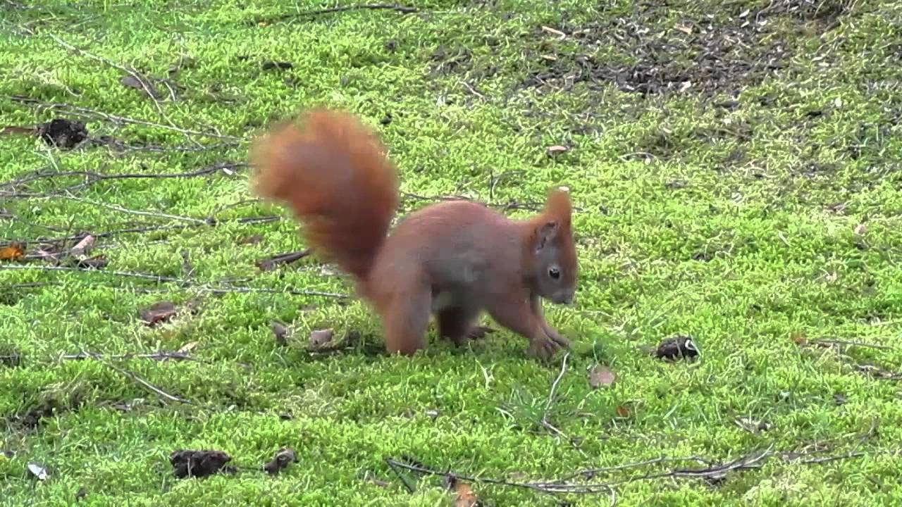 Egern gemmer nødder - YouTube