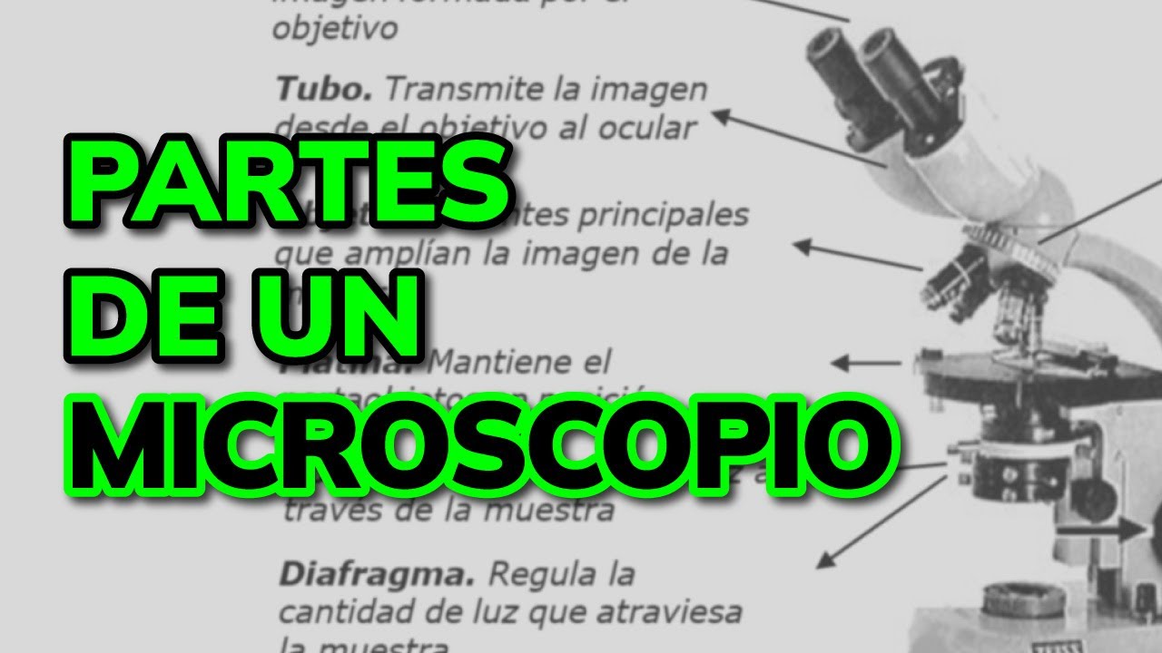 Partes Del Microscopio Qué Es Un Microscopio Confocal? Kalstein
