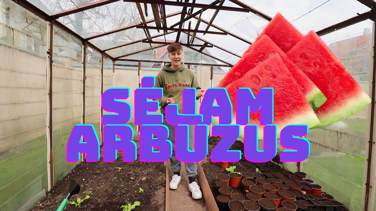 ARBŪZŲ AUGINIMAS 2023 - YouTube
