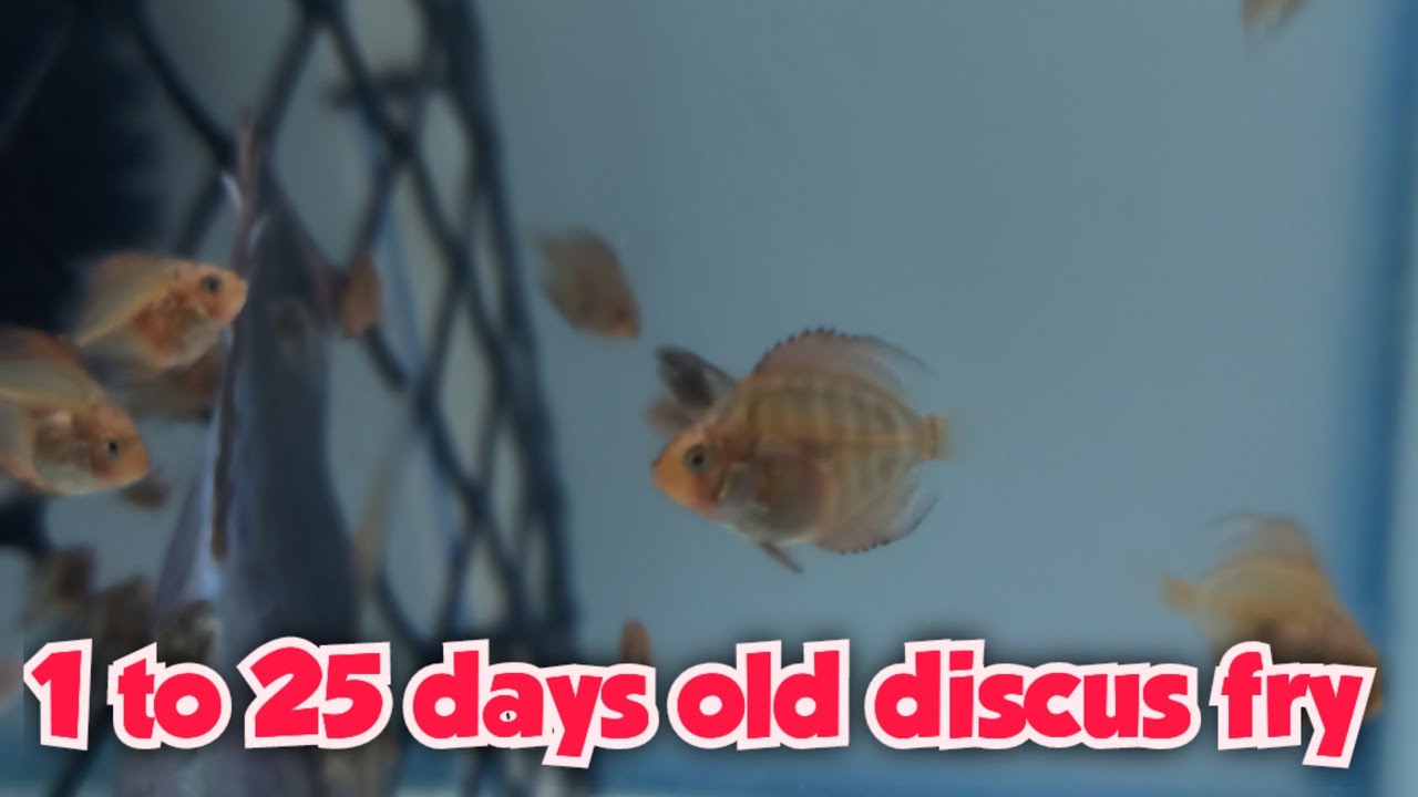 1 to 25 days old discus fry | Discus Fish Breeding Update | Full video ...