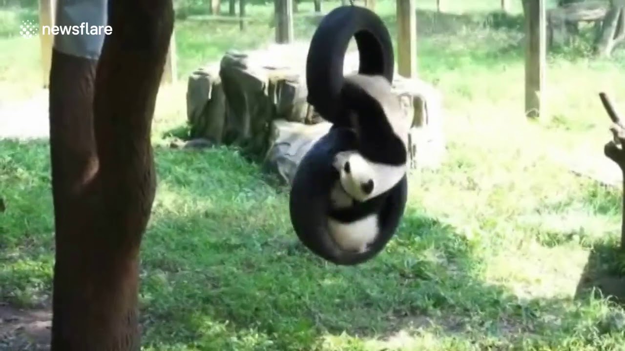 Just some very cute panda cubs on a tyre swing - YouTube