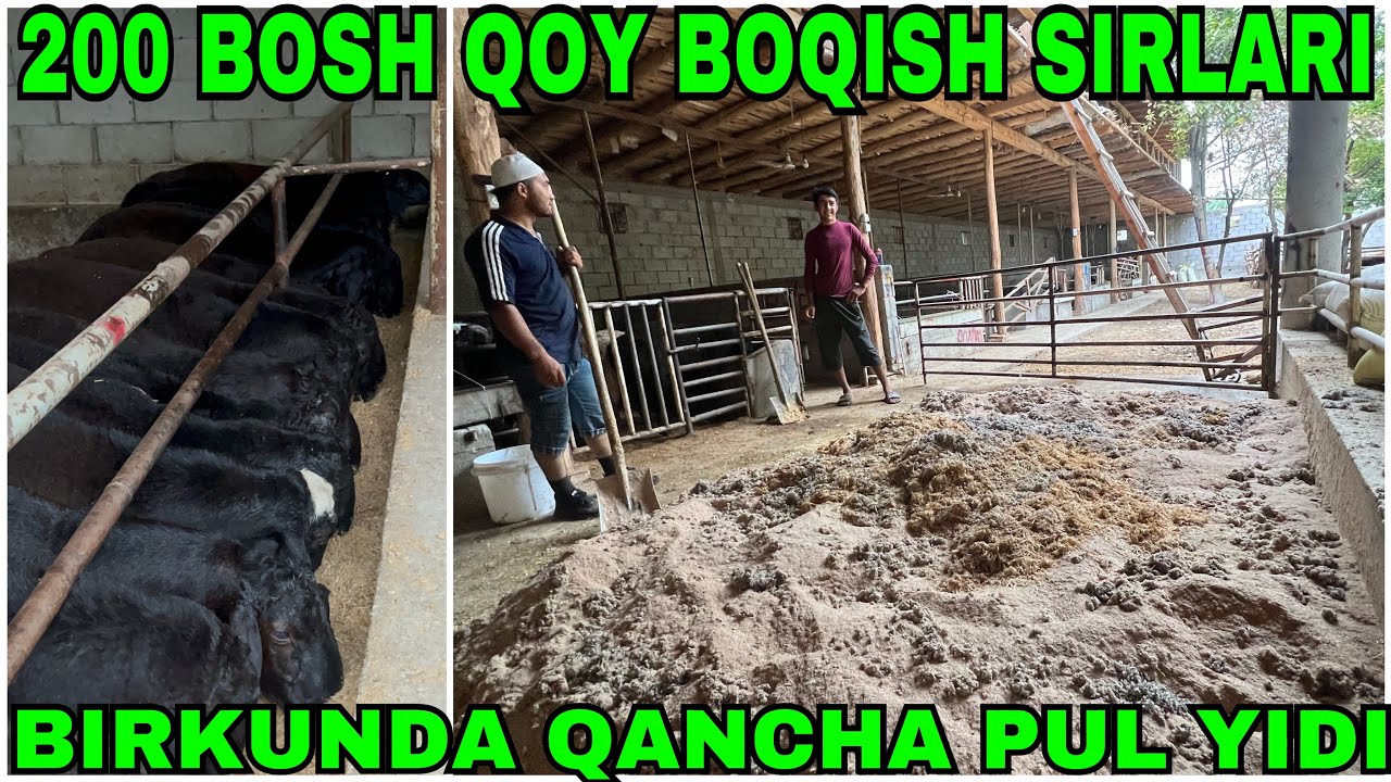 OZIMNI UYIMDA 200ta QOY BOQISH BIRKUNDA QANCHA RASXOT - YouTube