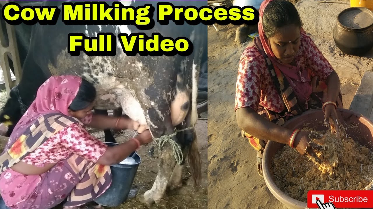 Cow Milking Process Full Video - YouTube