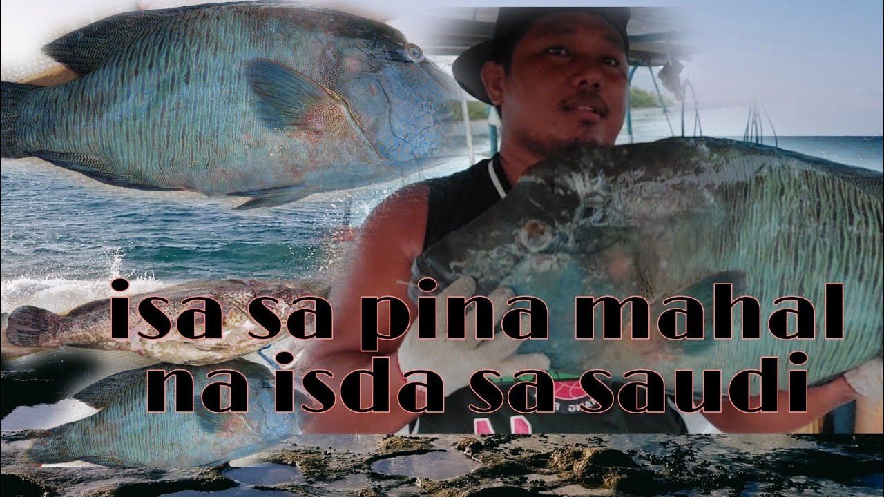 PINAKA MAHAL NA ISDA SA SAUDI ARABIA. TARABANI OR MAMING - YouTube