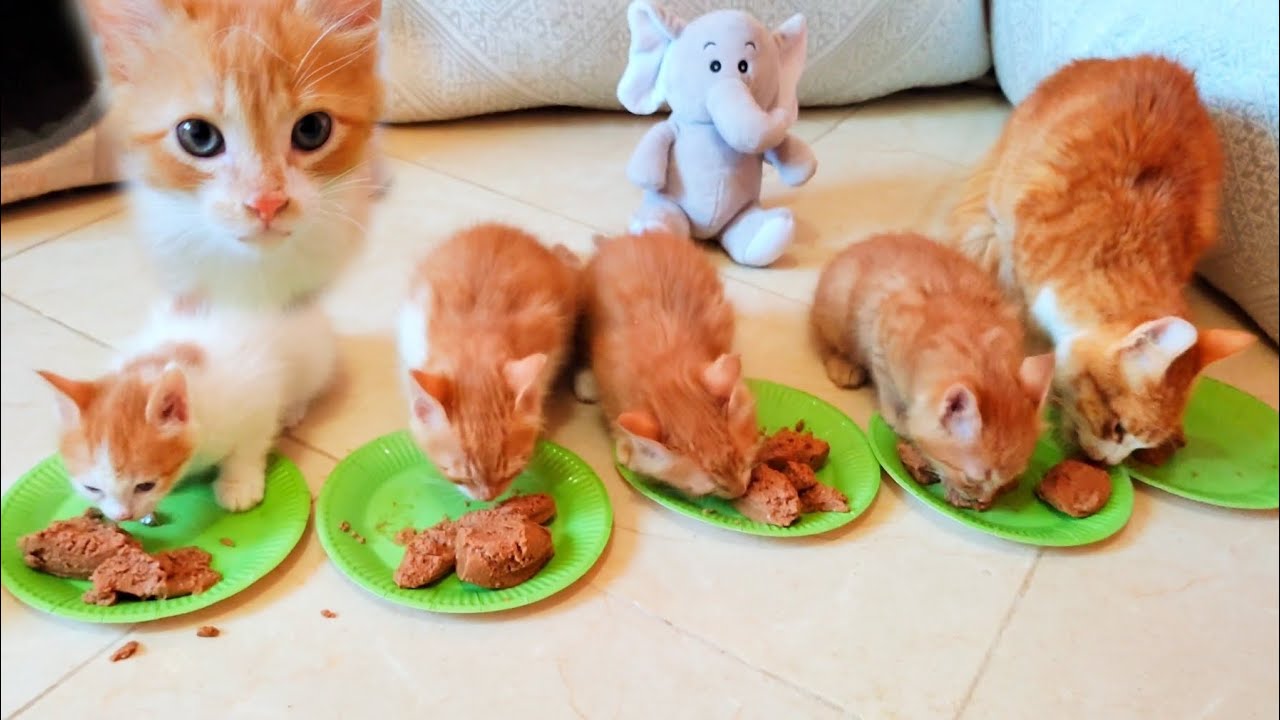 Finally, the rescued kittens were able to eat on their own! - YouTube