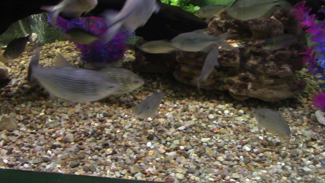 Pesera de pecez - YouTube