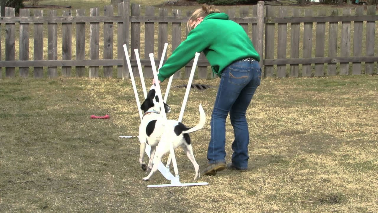 More of Benny Agility Training - YouTube