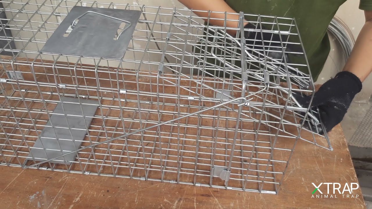 Tutorial Pemasangan Perangkap Musang Galva Trap - YouTube