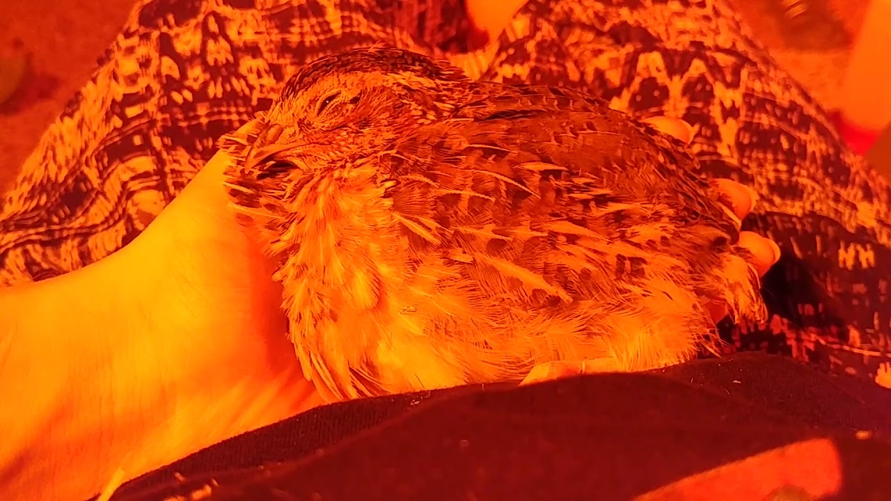 Wobbles and How to Help a Chick With Balance Issues (Description) - YouTube