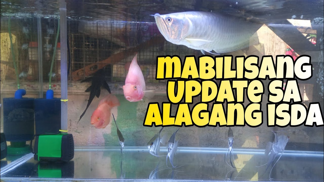 mabilisang update sa alagang isda - YouTube