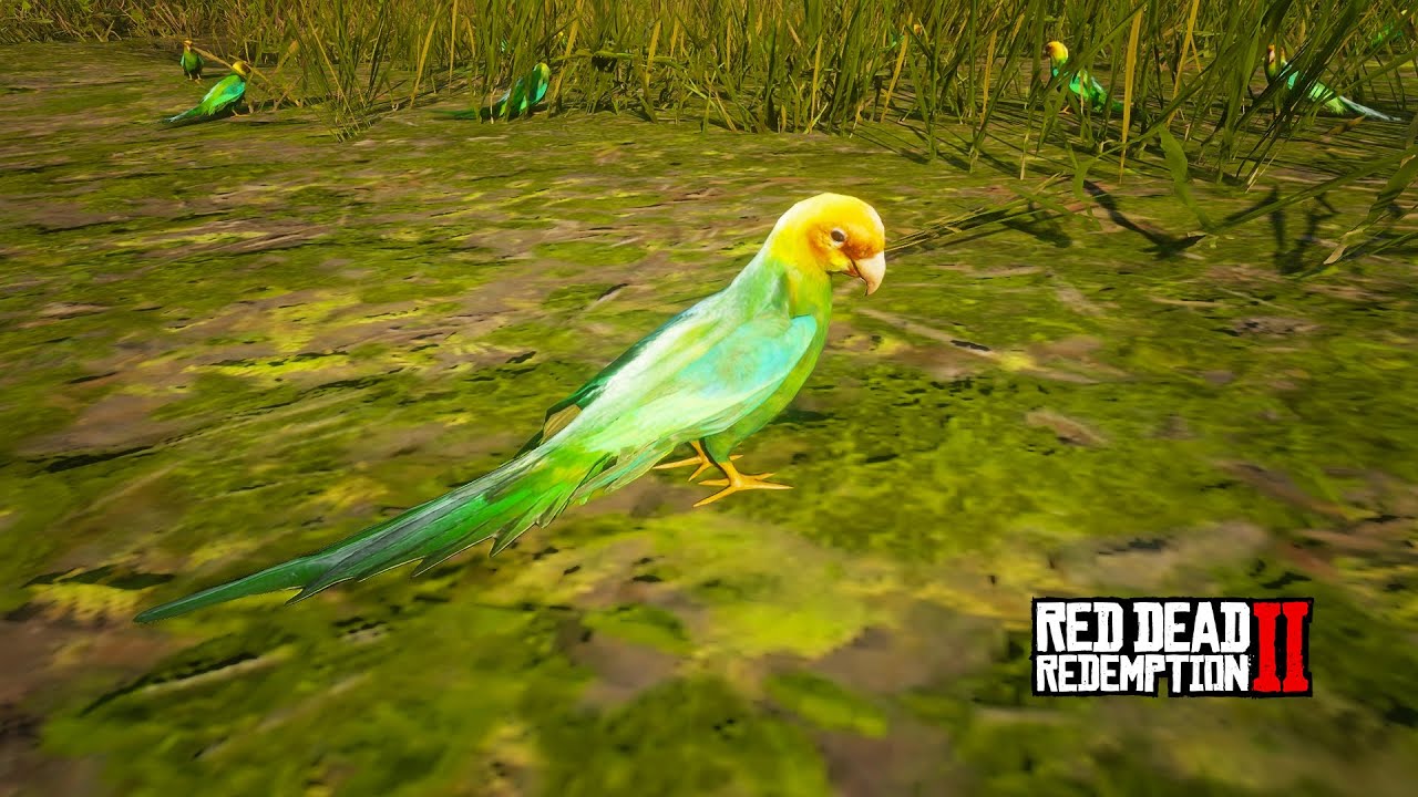 Carolina Parakeet Close-Up | RDR2 - YouTube