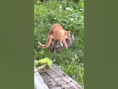 How it goes with cats😜?! #cats #nature #naturelovers #natureshorts #love #carshorts #cat # ...