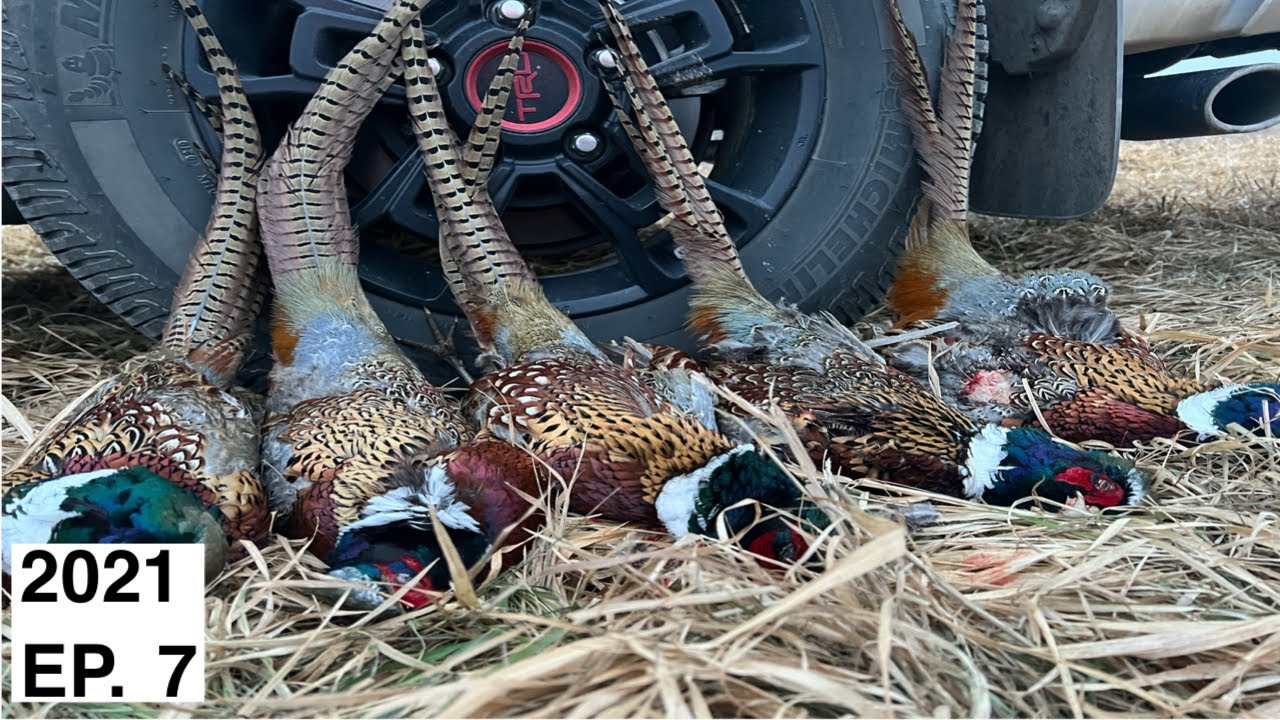 Late Season Public Land Pheasant Hunting EP 7 - YouTube