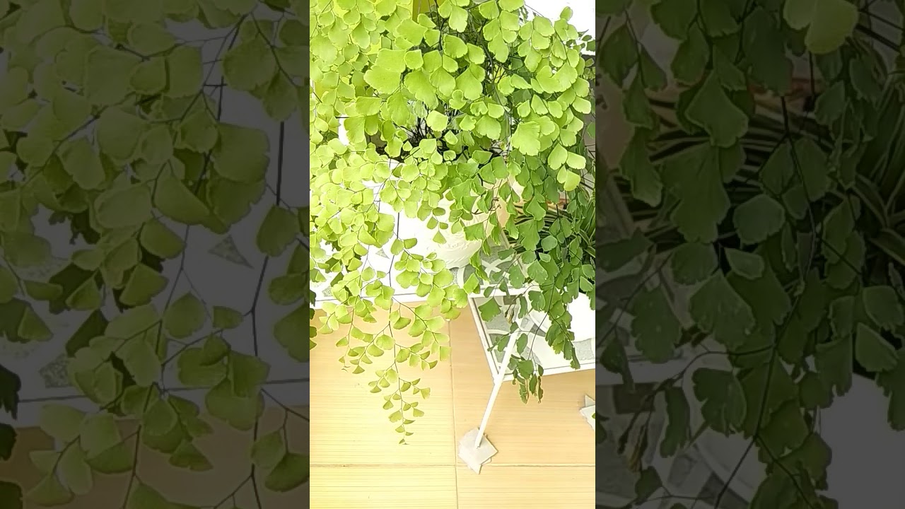 bunga suplir langka tanaman hias-ain zolie - YouTube