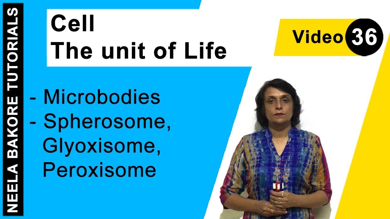 Cell - The Unit of Life | NEET | Microbodies - Spherosome, Glyoxisome ...