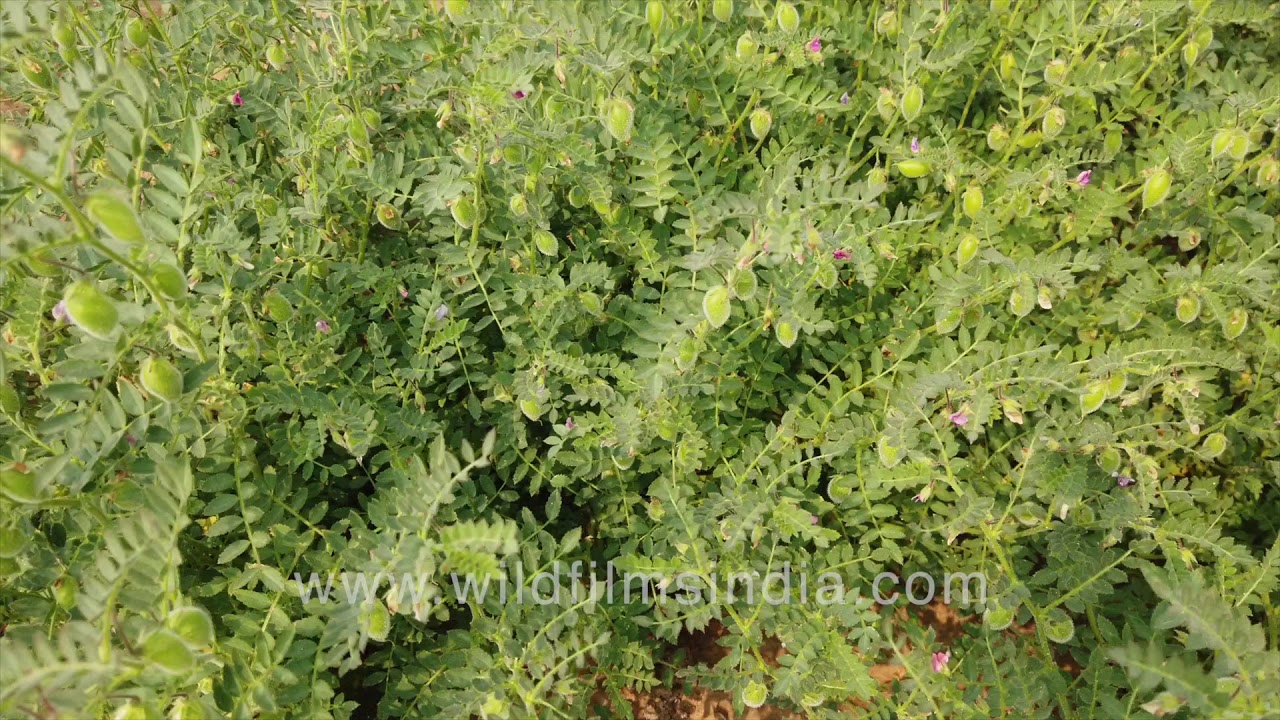 Chickpea and Wheat Fields in Khajuraho - don't you love eating green ...