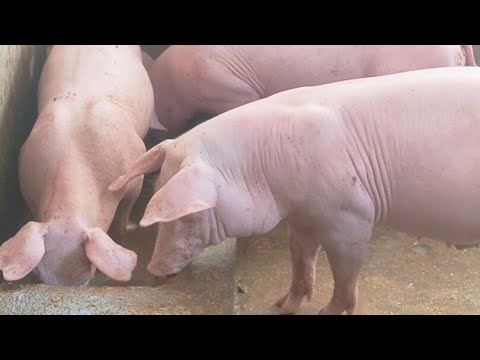 #67 Pig raising activities at home as a family. When feeding pigs - YouTube