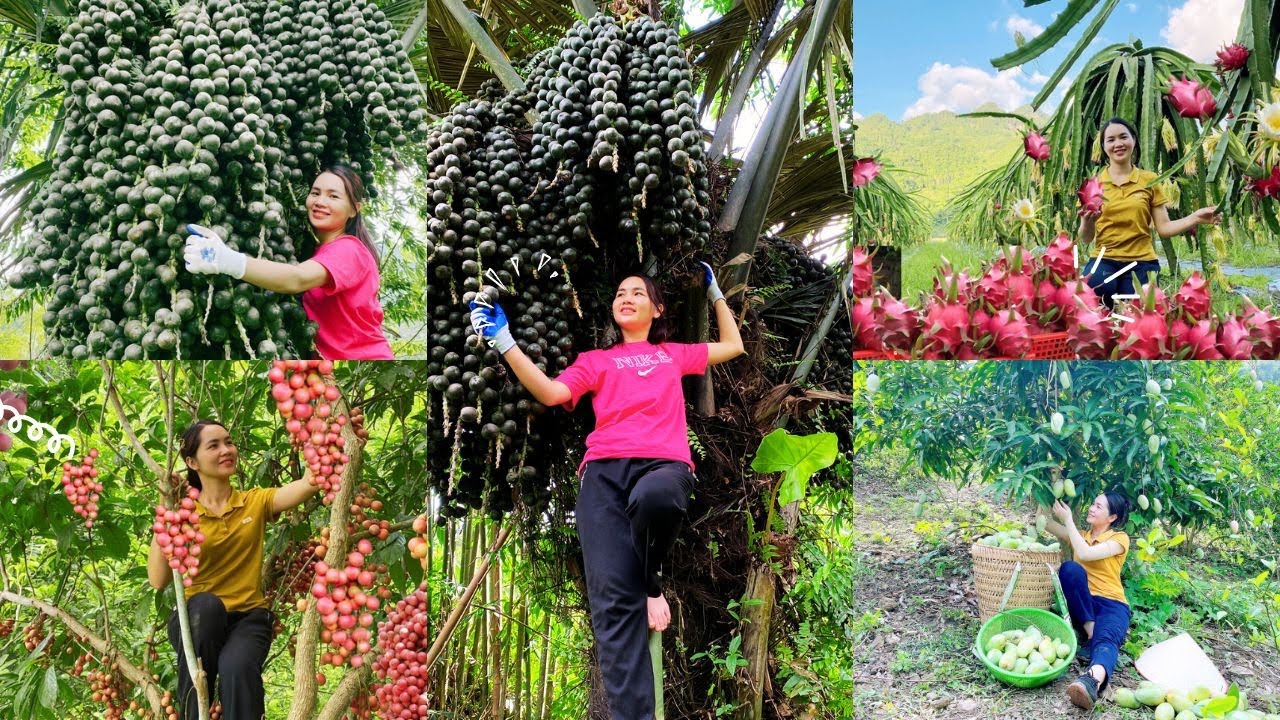 Harvesting Green Mango Garden , dragon , Arenga Pinnata , Fireballs ...