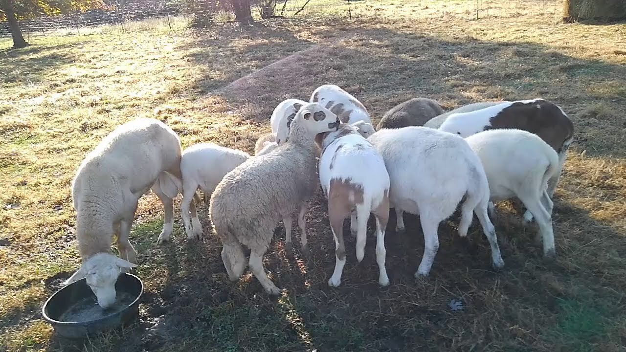 11-06-24 sheep update - YouTube