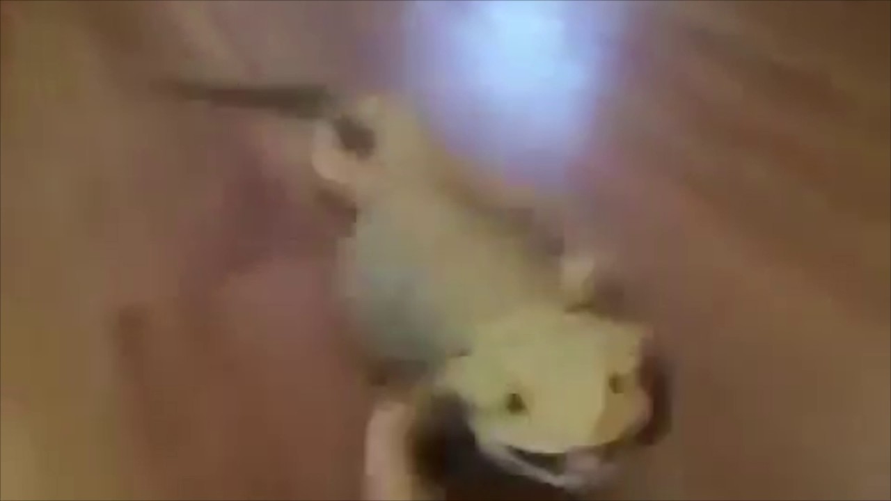 lizard freeze - YouTube