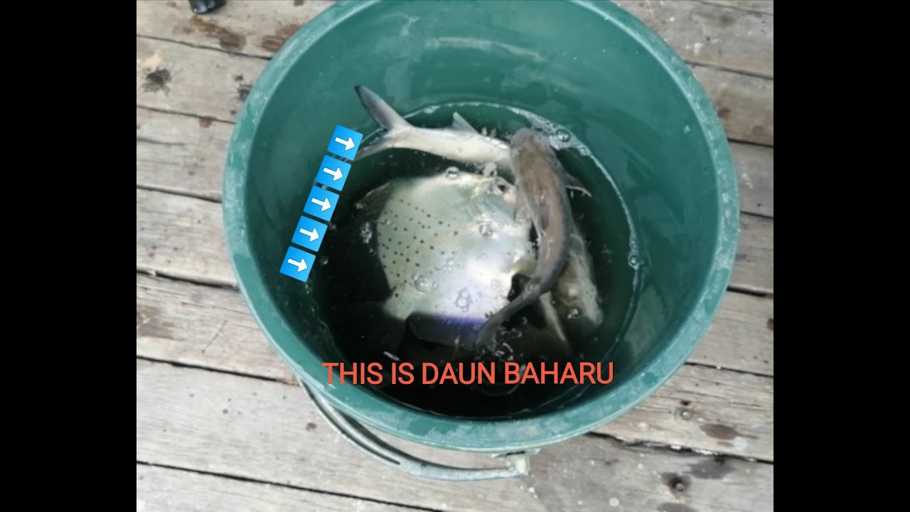 ROY ROY HATI KAU KERAS | THIS IS MEMBANGAU | JETI MEMANCING PAK LIM ...