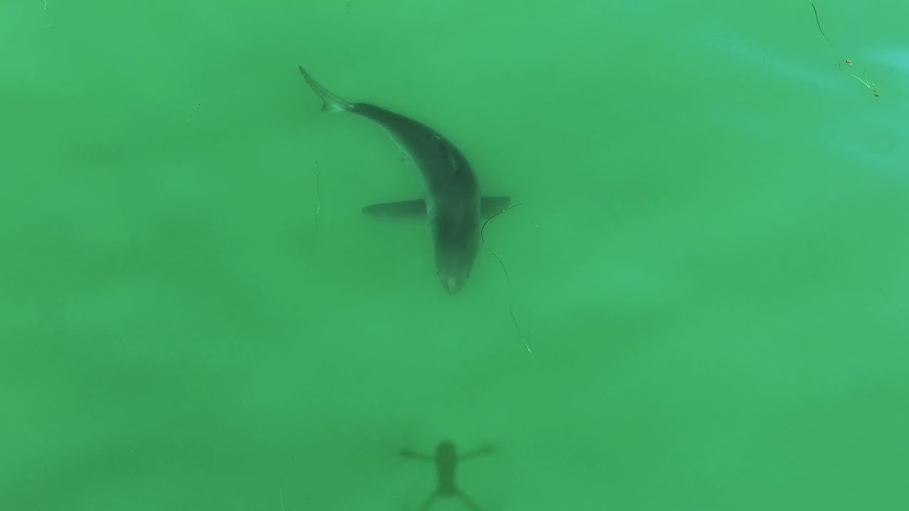 Large Great White Shark Chases Drone Shadow Like a Laser Pointer - YouTube