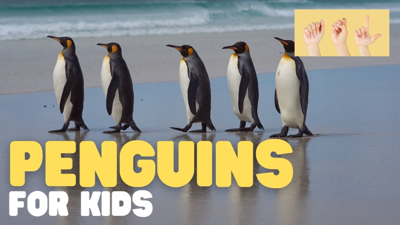 ASL Penguins for Kids - YouTube