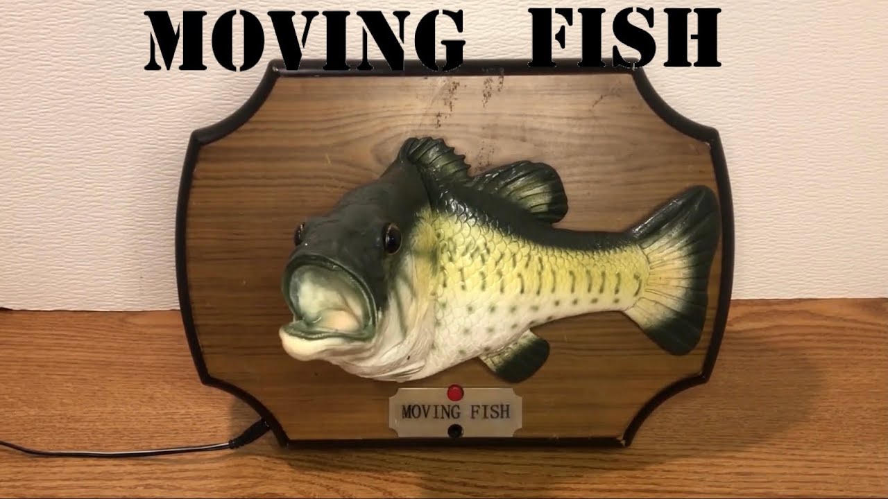 Custom Moving Fish | high quality video - YouTube