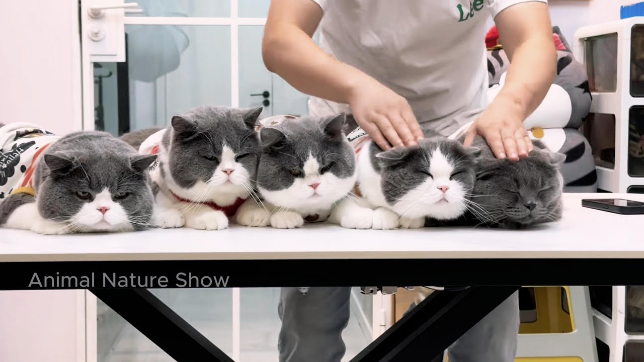 Over 3 Minutes of Cute Cats to Relax Your Mind - YouTube