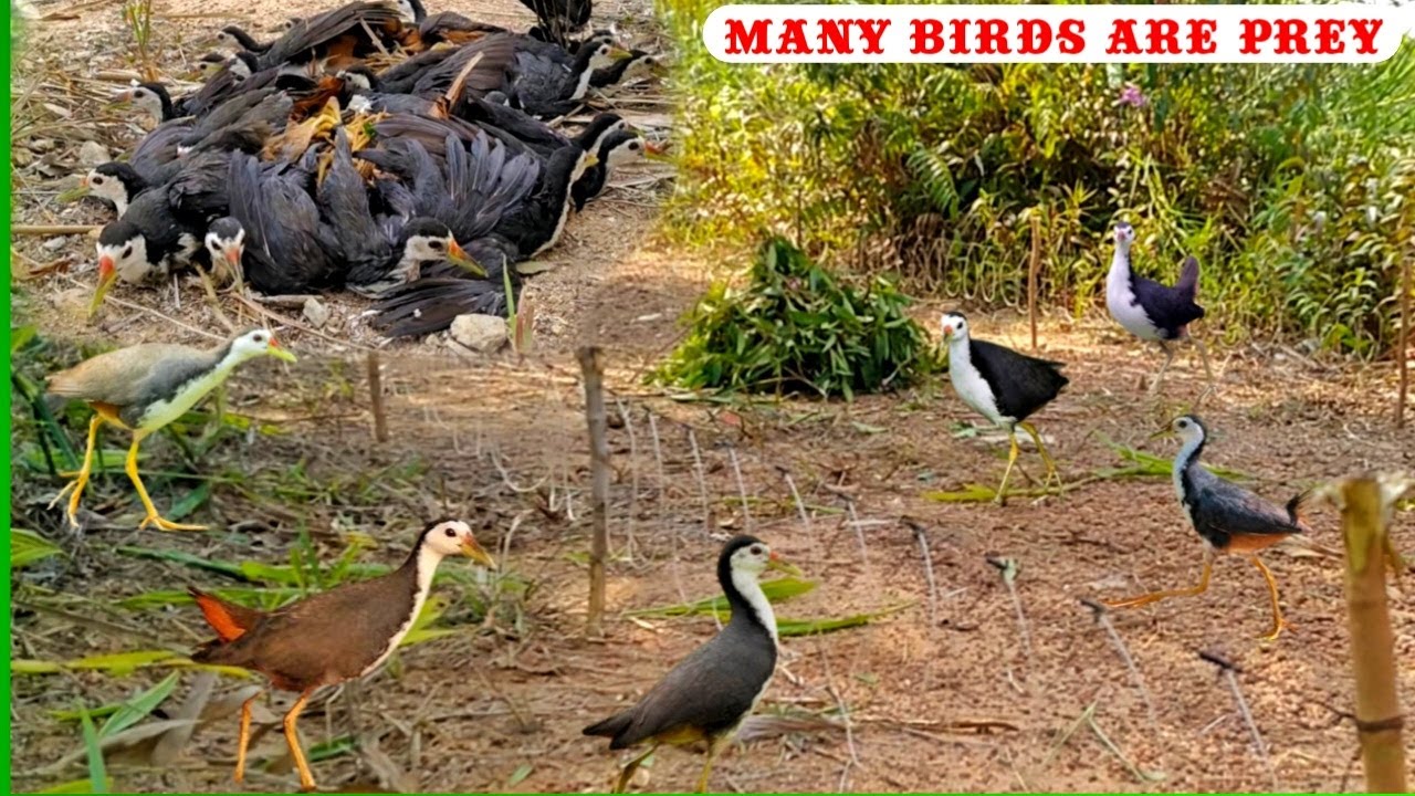 A flock of birds hunting | Bird catching trap | Bird hunting trap ...