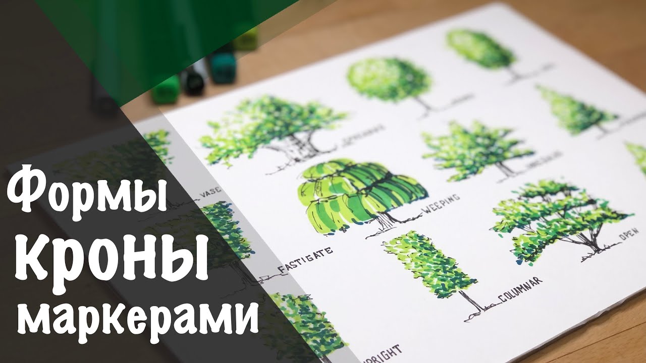 Формы кроны Как нарисовать дерево поэтапно Скетчинг для начинающих