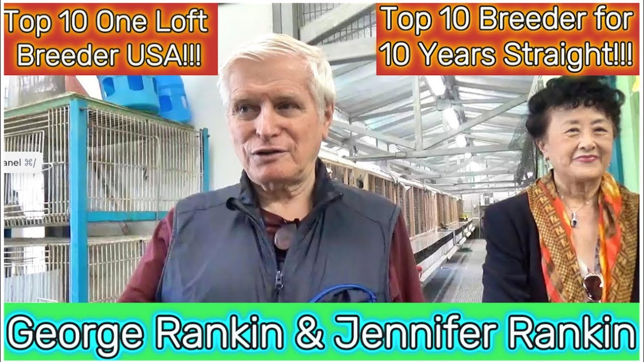 Racing Pigeons - George Rankin & Jennifer Rankin (TOP ONE LOFT RACE ...