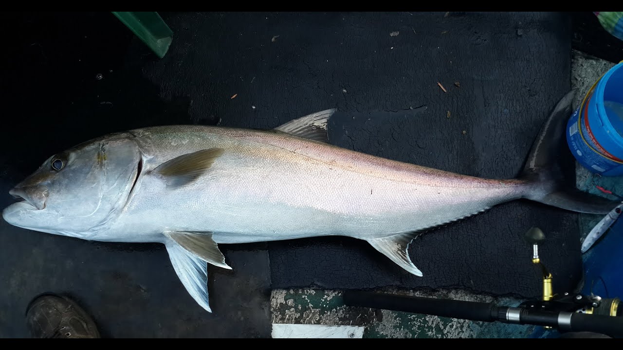 אינטיאס 14.3 ק"ג שנתפס על ברקן חי Amberjack on live bait - YouTube
