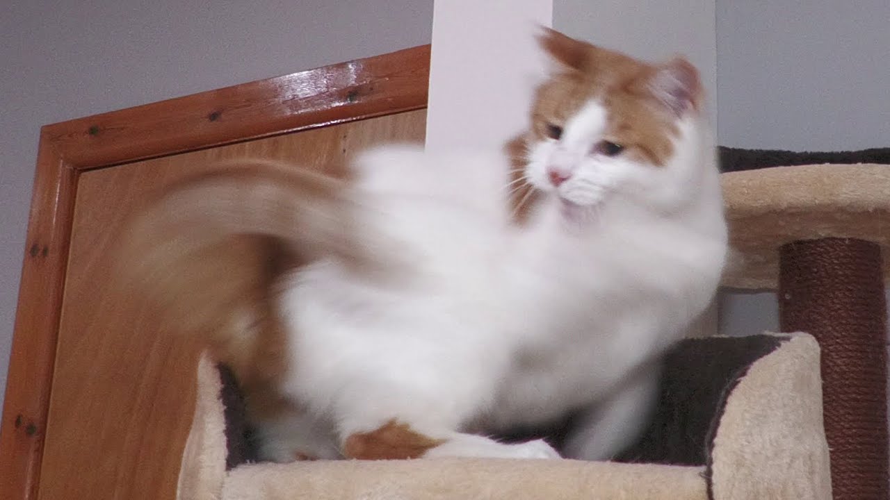Cat Chases His Own Tail - YouTube