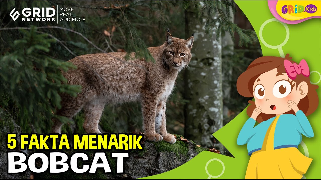 Fakta Menarik Bobcat, Kucing Raksasa dari Amerika Utara yang Sangat ...