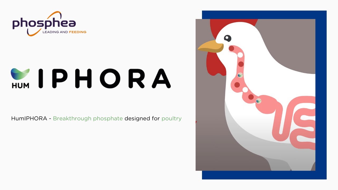 HumIPHORA - Breakthrough phosphate designed for poultry - YouTube