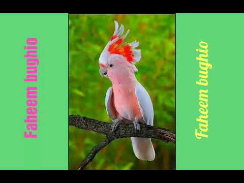 مٽي جي ماڻهو جو خط آواز Bashir udhejo