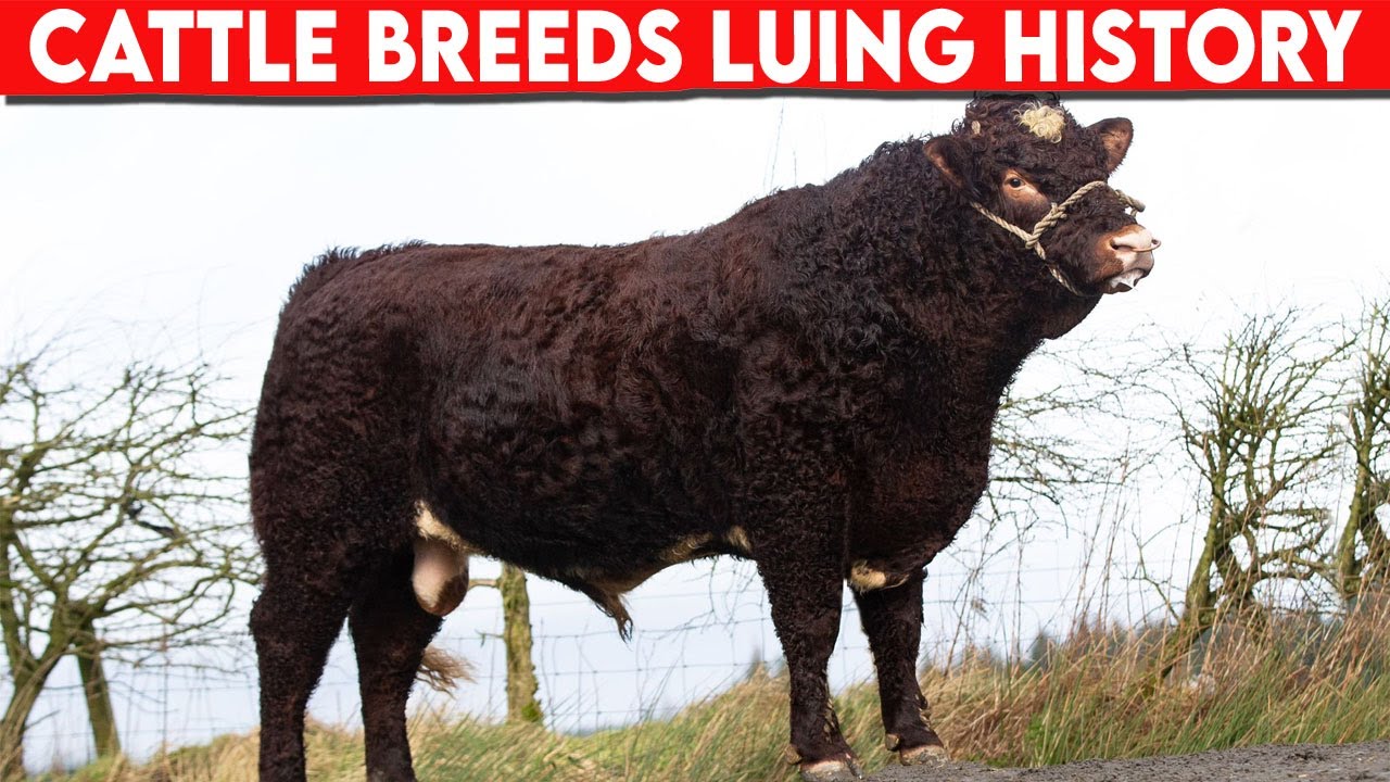 ⭕ Cattle Breeds LUING History Cattle LUING / Bulls LUING - YouTube