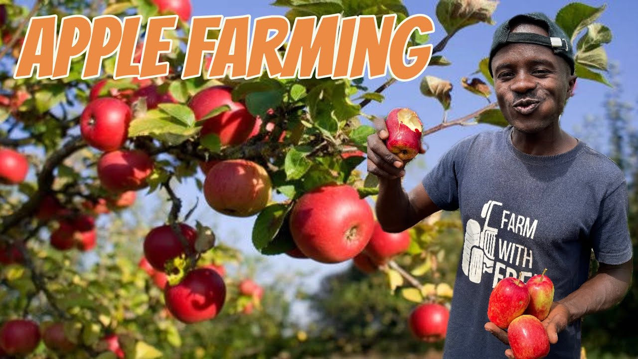 The Quest for the Perfect Apple: From Seed to Harvest - YouTube