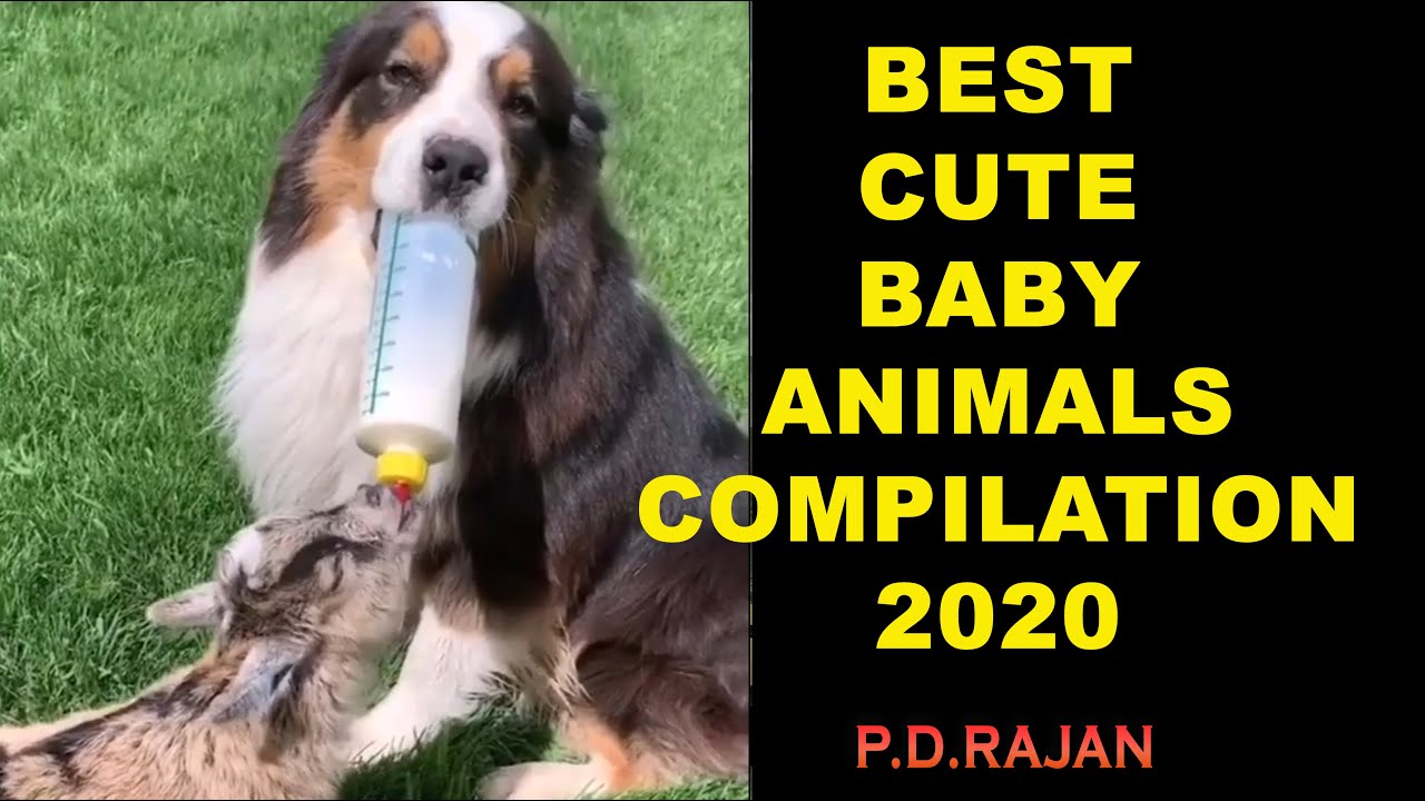 BEST CUTE BABY ANIMALS COMPILATION 2020 - YouTube