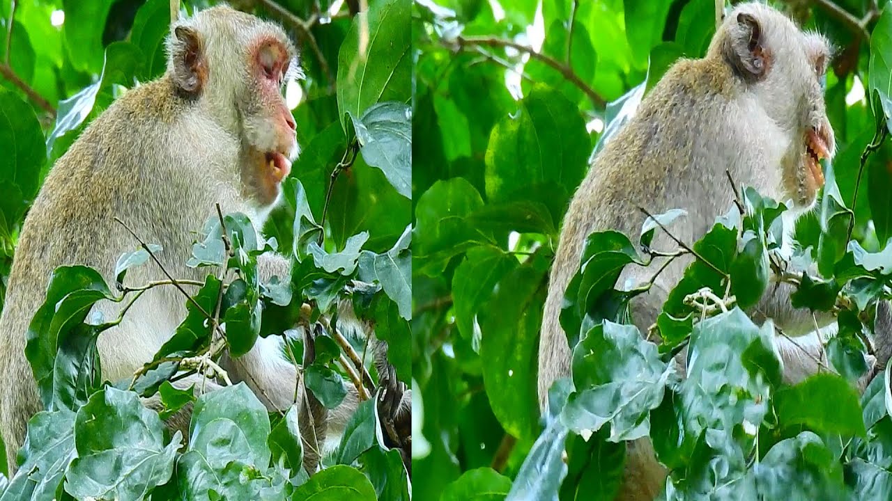 giant wants to drinks Jane's milk but he opening milk never drink, Jane ...