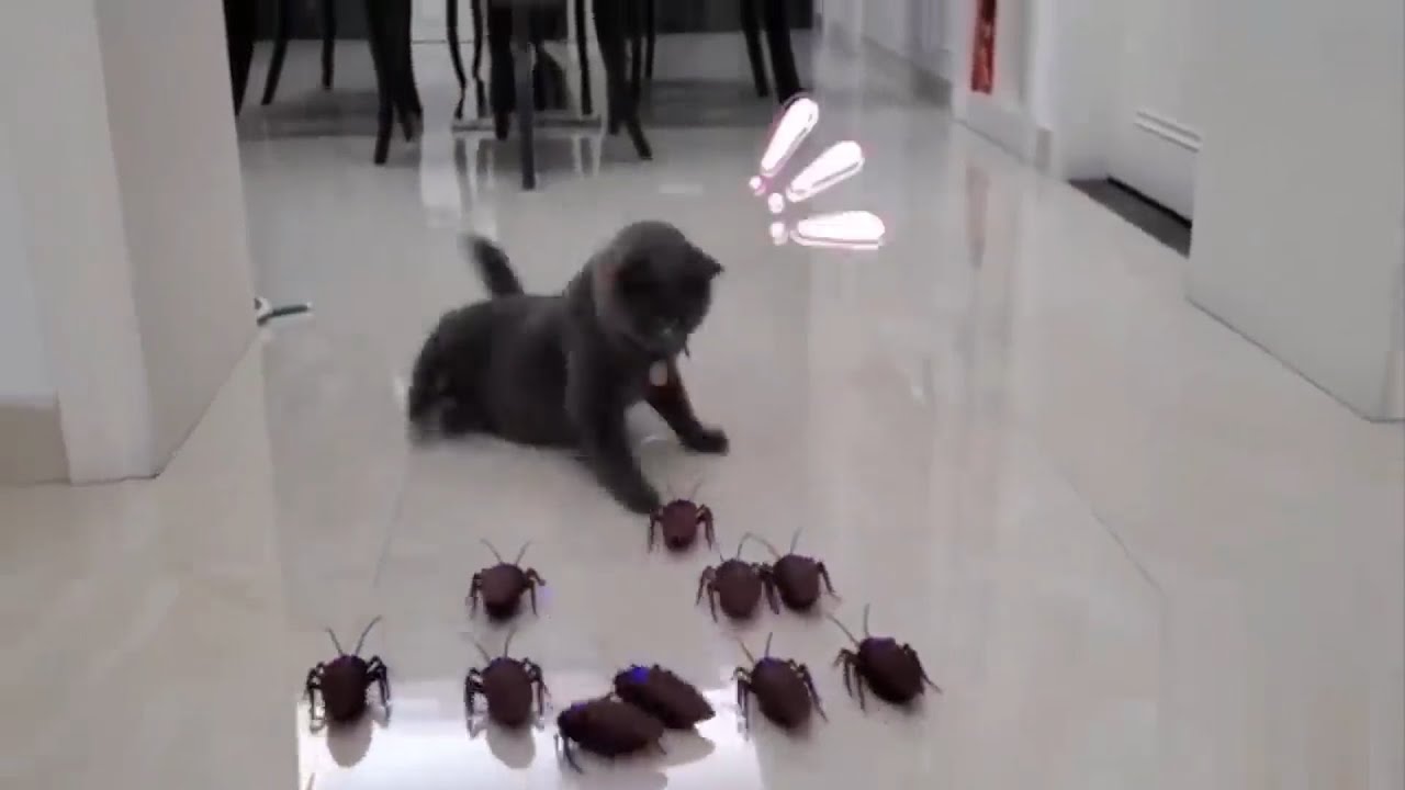 Cat got attacked by cockroaches 😯 Cute Funny Animals 🐱 - YouTube