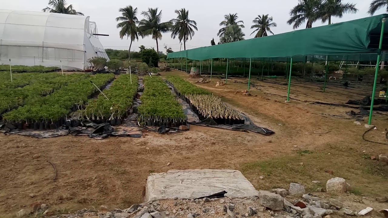 Adeniums india biggest farm india - YouTube