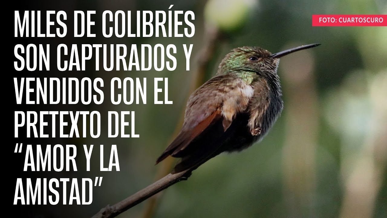 Miles de colibríes son capturados y vendidos con el pretexto del “amor ...