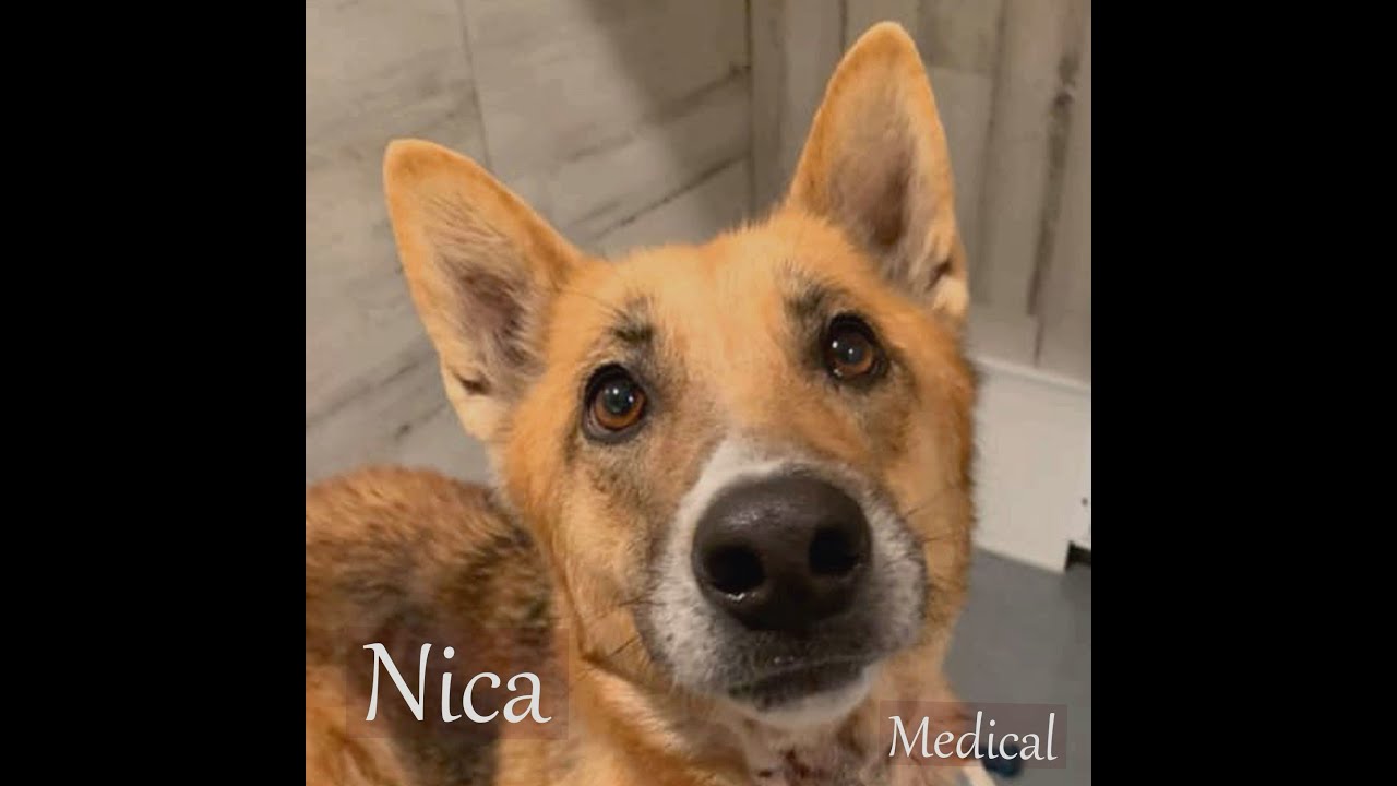 Casey's Healing Hands Nica - YouTube