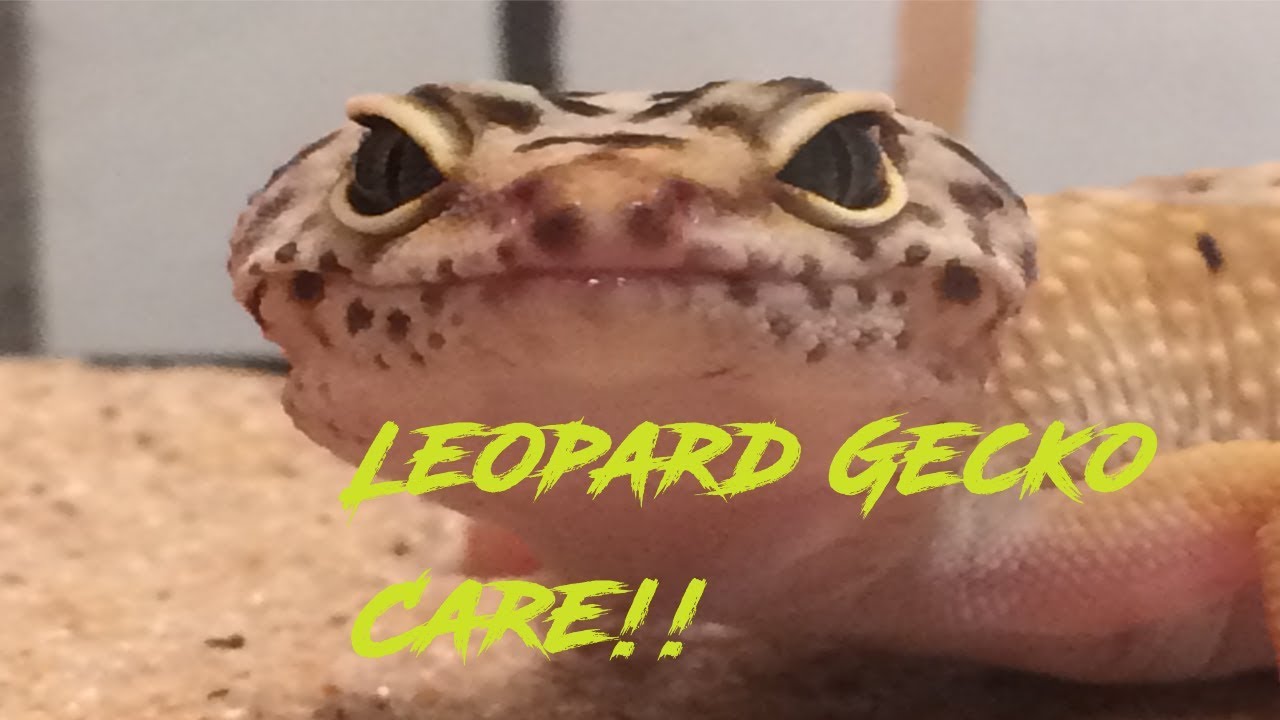 Leopard Gecko Care! (and bearded dragon Bath) - YouTube