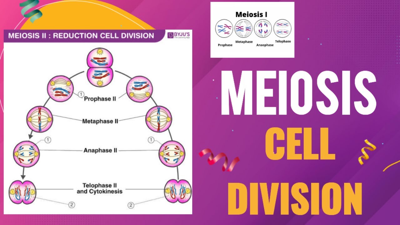 meiosis cell division animation | meiosis | meiosis one and two ...