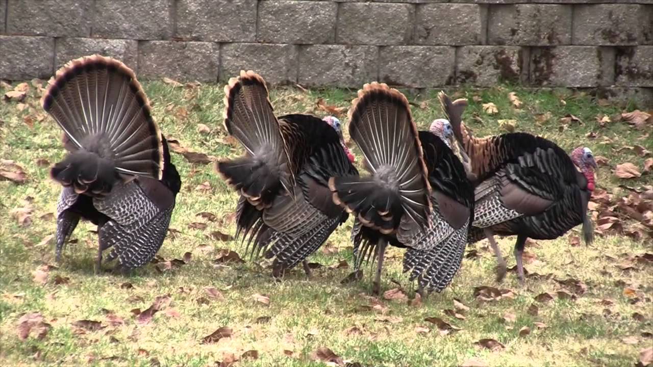Wild Tom Turkeys - YouTube