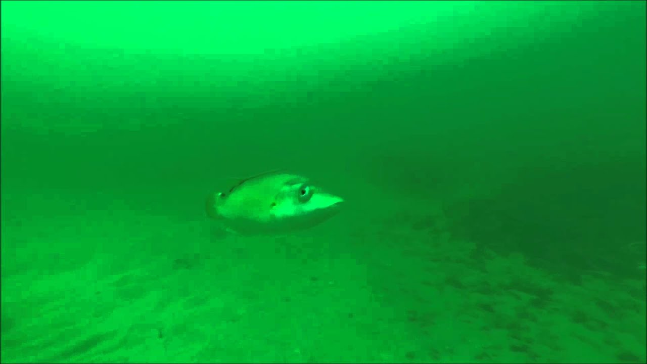 Scuba Diving St Mary`s Isles of Scilly Sea Life - YouTube