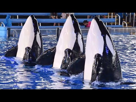 Encuentro con Orcas (Espectáculo Completo) - SeaWorld San Antonio - 21 de mayo de 2023